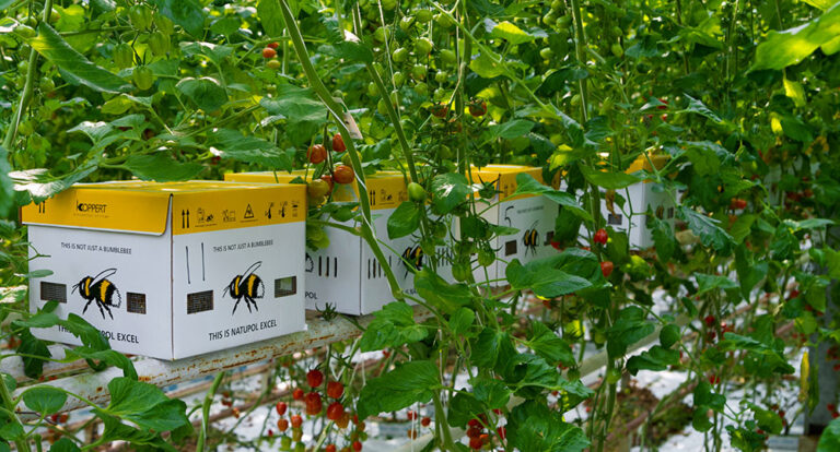 Biocontrol en agricultura