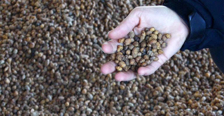 Cultivo de la chufa de Valencia | El Huerto Urbano