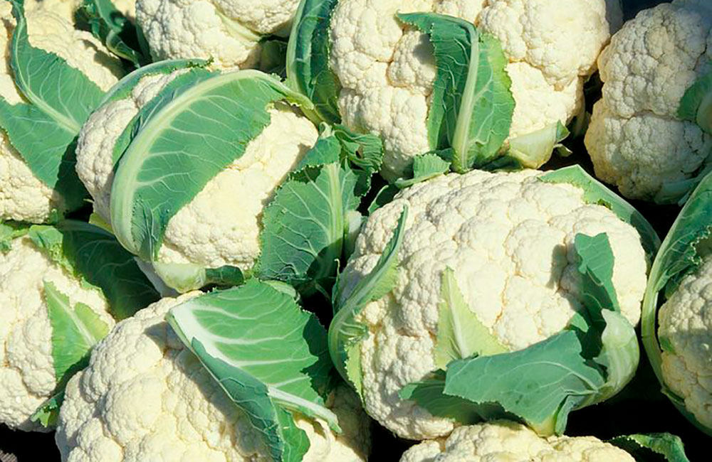 Informe técnico para el cultivo de la coliflor | El Huerto Urbano