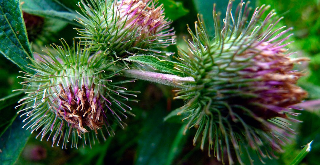 Informe técnico para el cultivo del cardo | El Huerto Urbano