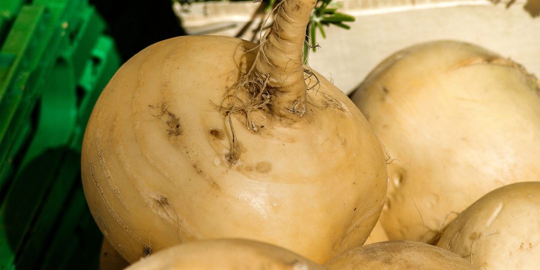 Informe técnico para el cultivo del nabo | El Huerto Urbano