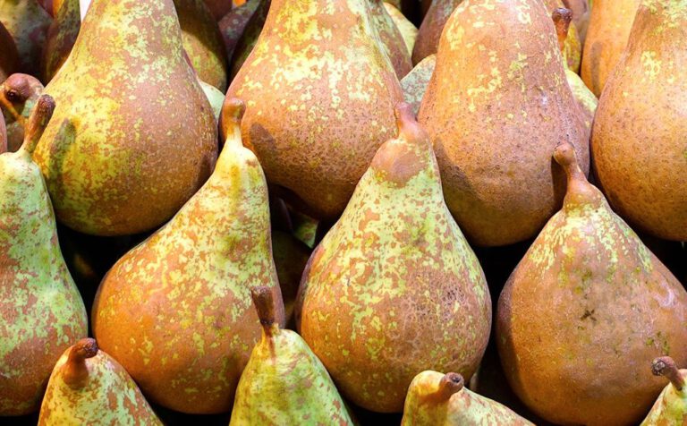 Peras de Rincón del Soto | El Huerto Urbano